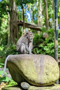 Best ways to get from Sanur to the monkey forest in Ubud - Things to do ...